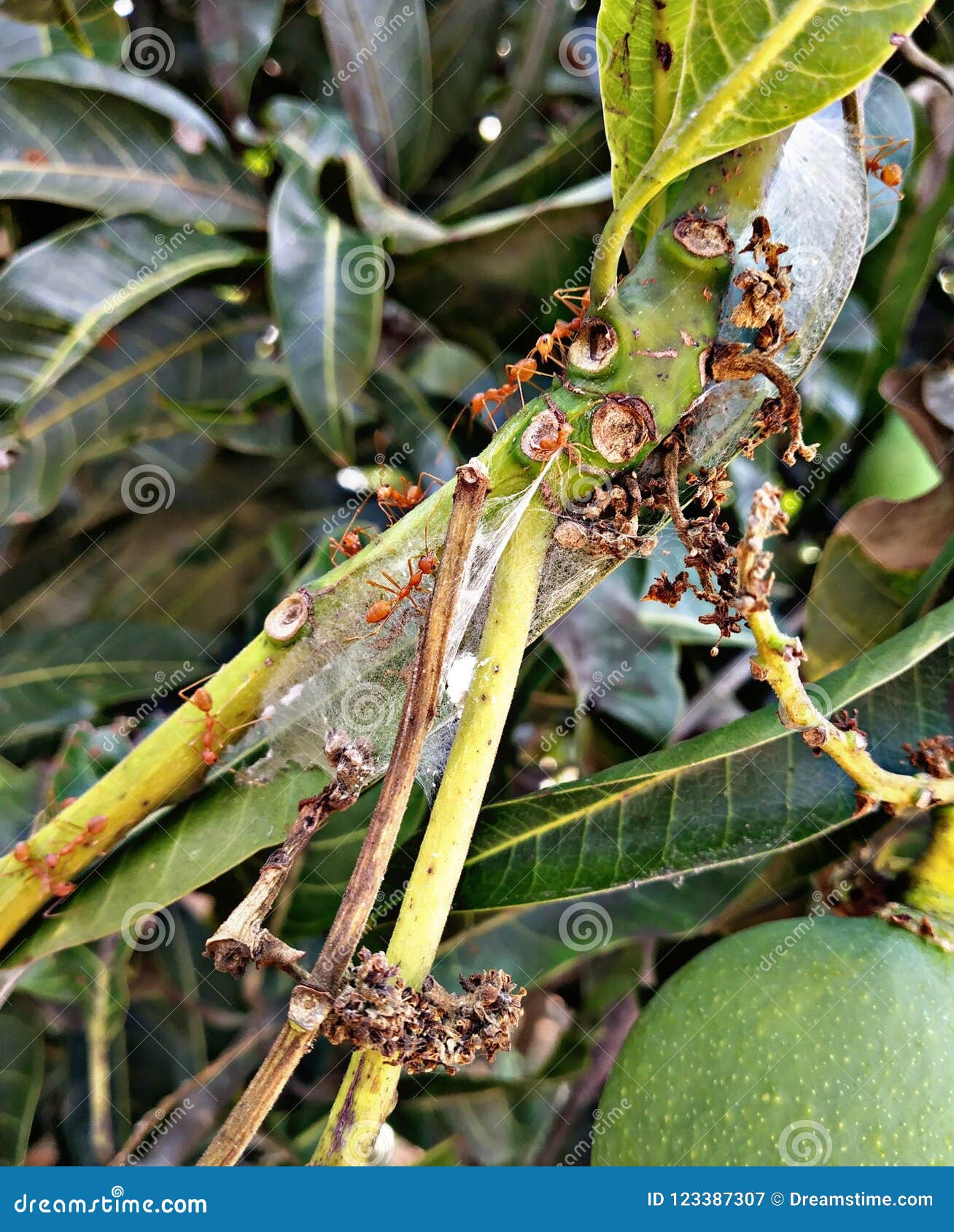 Mango tree fire ant stock image. Image of mango, tree - 123387307