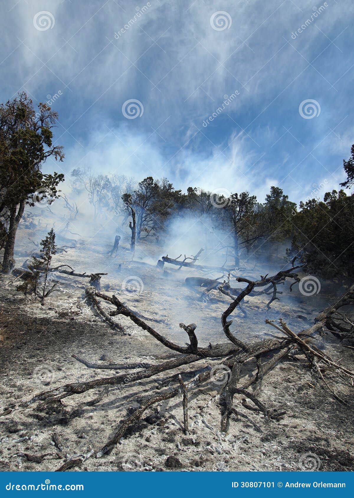 Fire Area stock image. Image of needles, nature, burn - 30807101