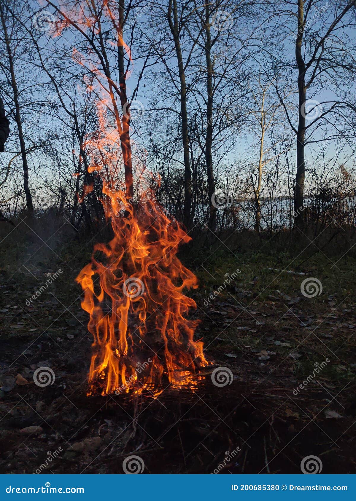 Fire in the autumn forest stock photo. Image of fireplace - 200685380