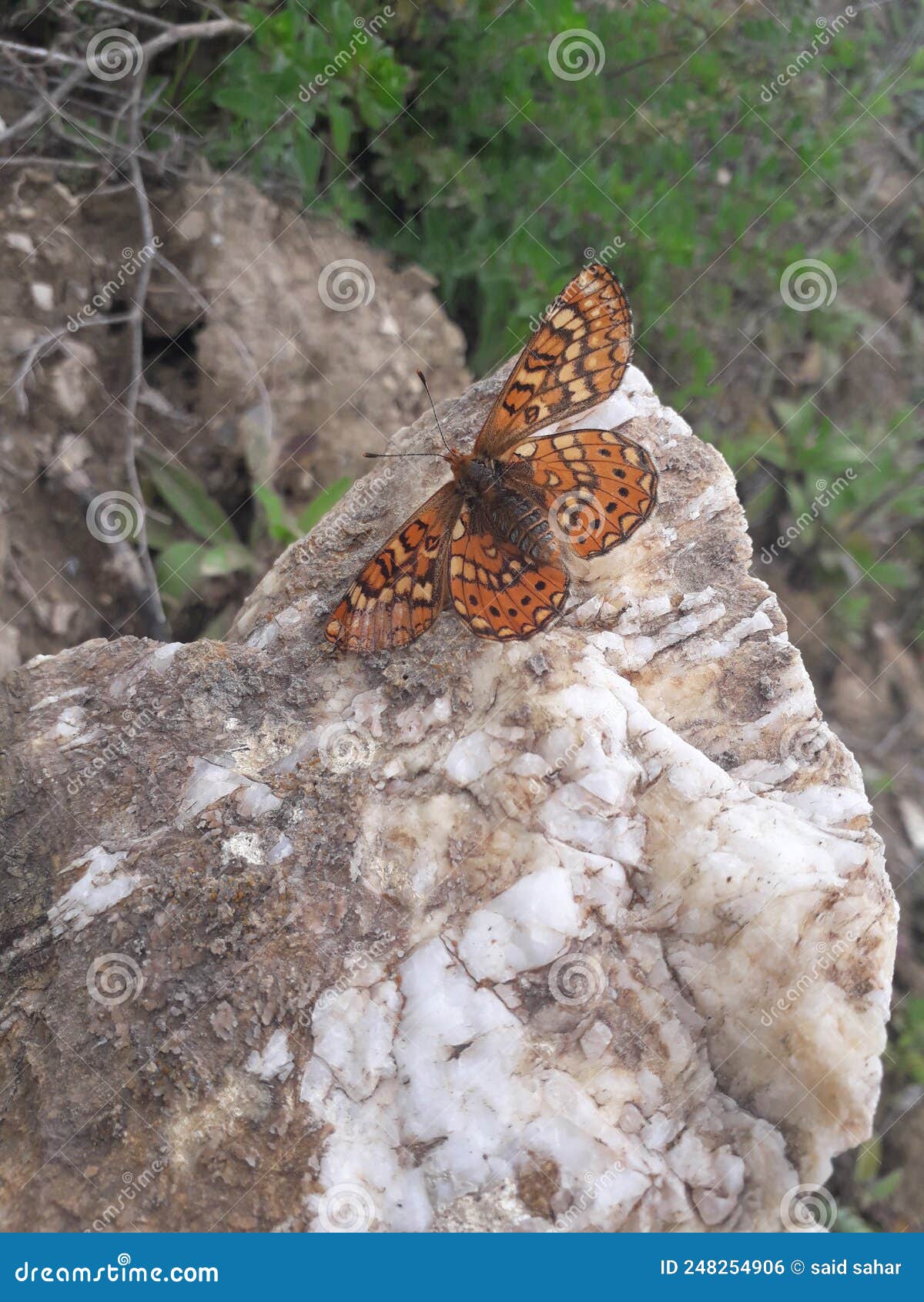 Fire Batter fly at rock stock photo. Image of autumn - 248254906