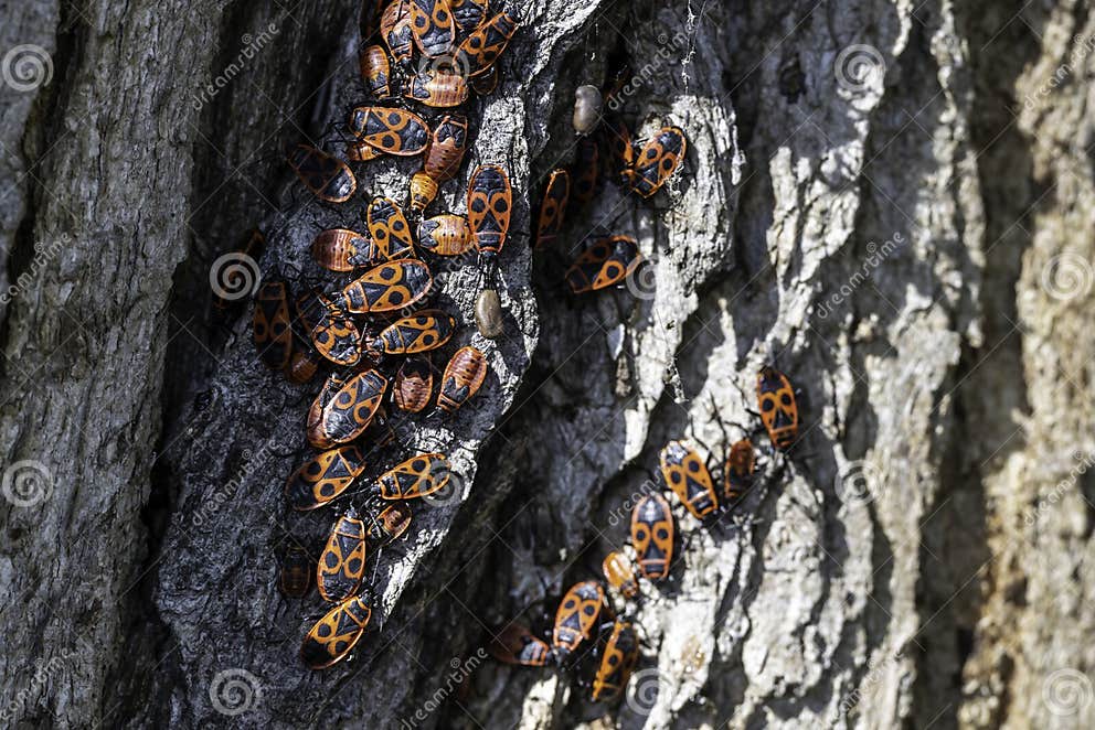 Fire Beetles or Fire Bugs Gathered on the Bark of a Tree Stock Photo ...