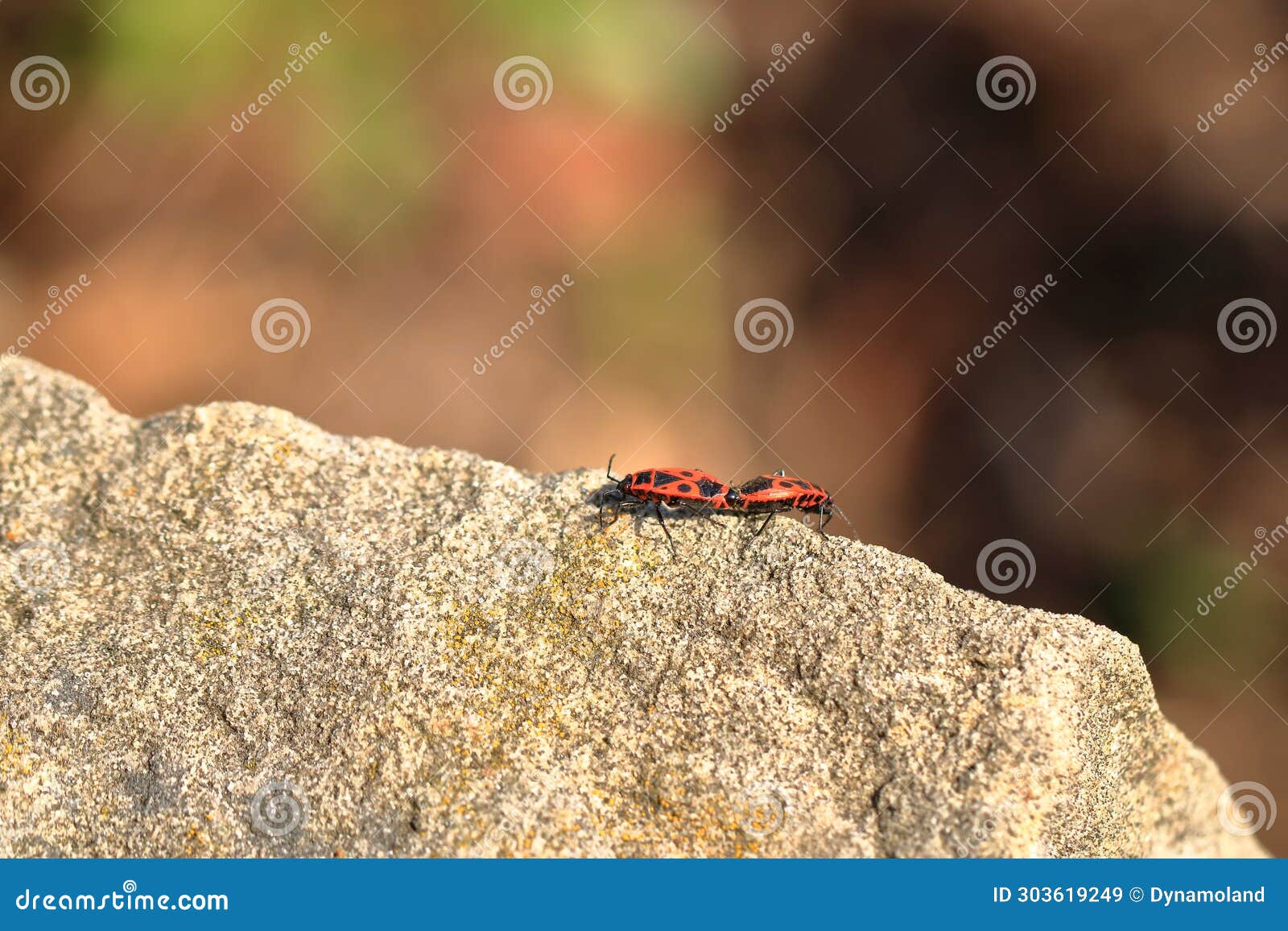 Fire Beetles in the Summer on a Stone Stock Image - Image of season ...