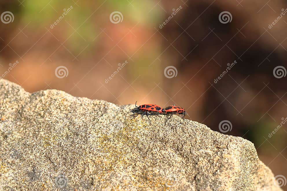 Fire Beetles in the Summer on a Stone Stock Image - Image of season ...