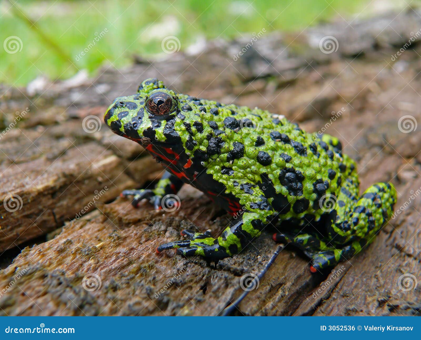 Fire-bellied Toad 10 stock photo. Image of puddles, eyes - 3052536