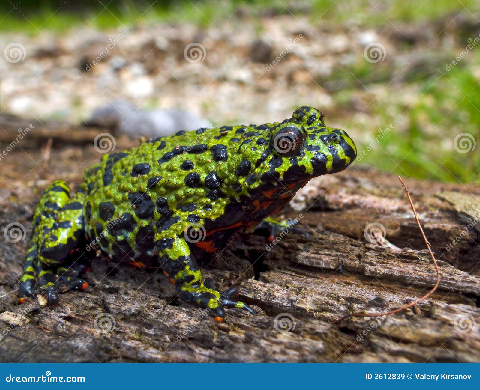 Fire-bellied Toad 2 stock image. Image of amphibians, dampness - 2612839