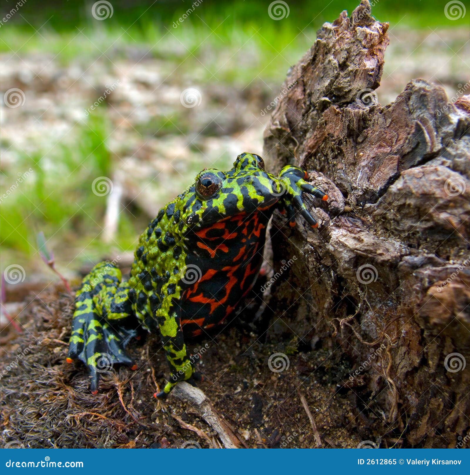 Fire-bellied Toad 3 stock image. Image of frog, nature - 2612865