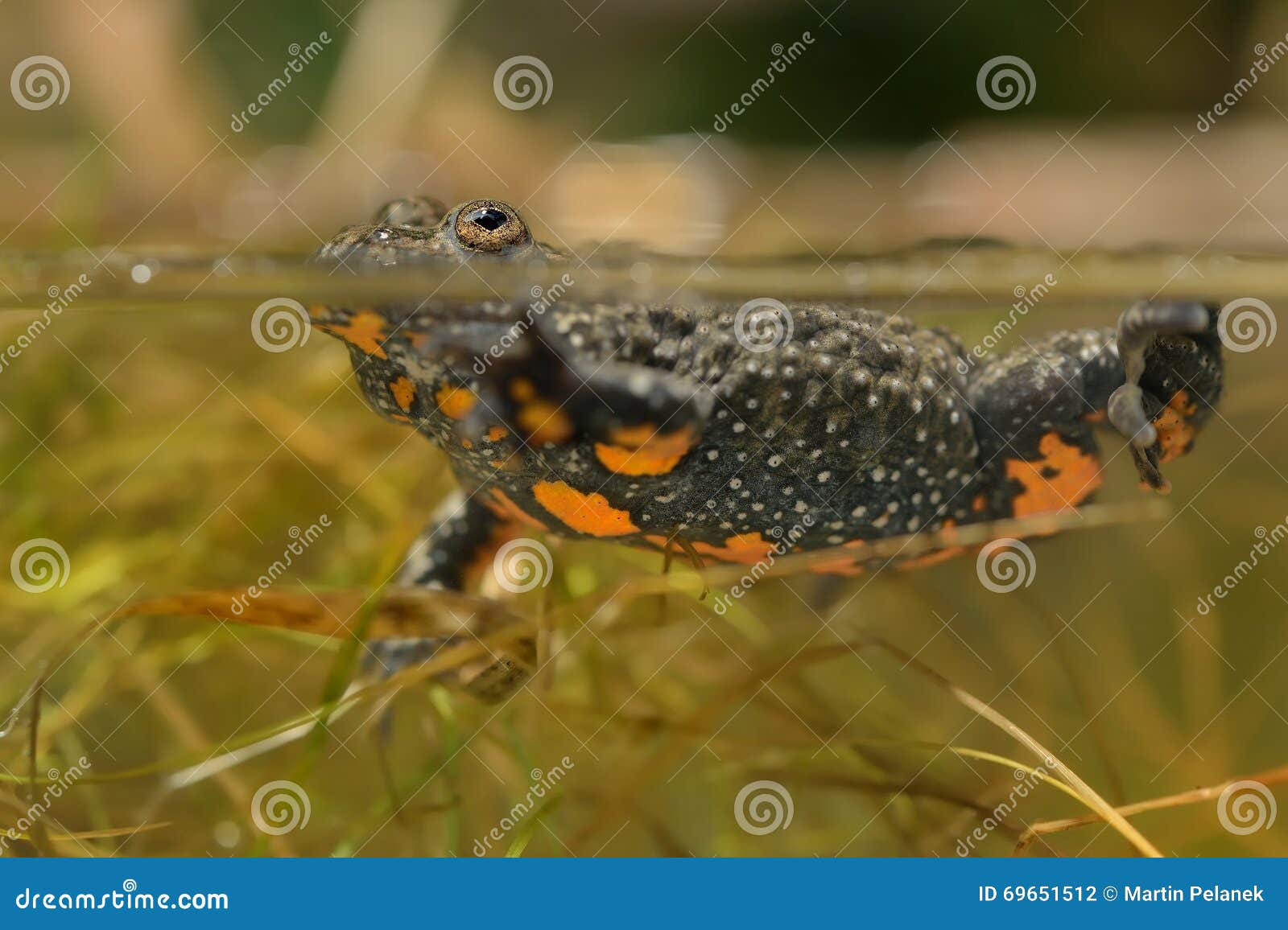 Fire-bellied Toad stock photo. Image of water, nature - 69651512
