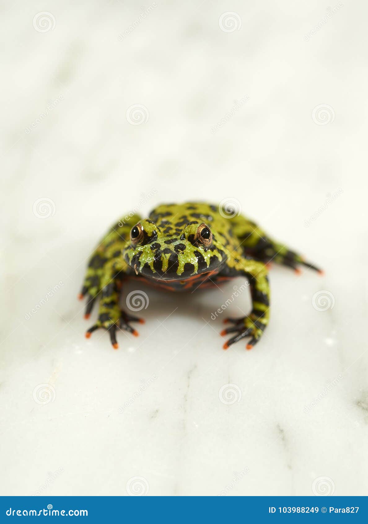 Fire-bellied Toad on White. Stock Image - Image of blood, endangered ...