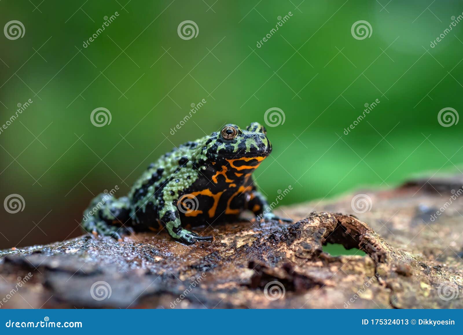 Fire belly frog stock image. Image of animal, leaf, macro - 175324013