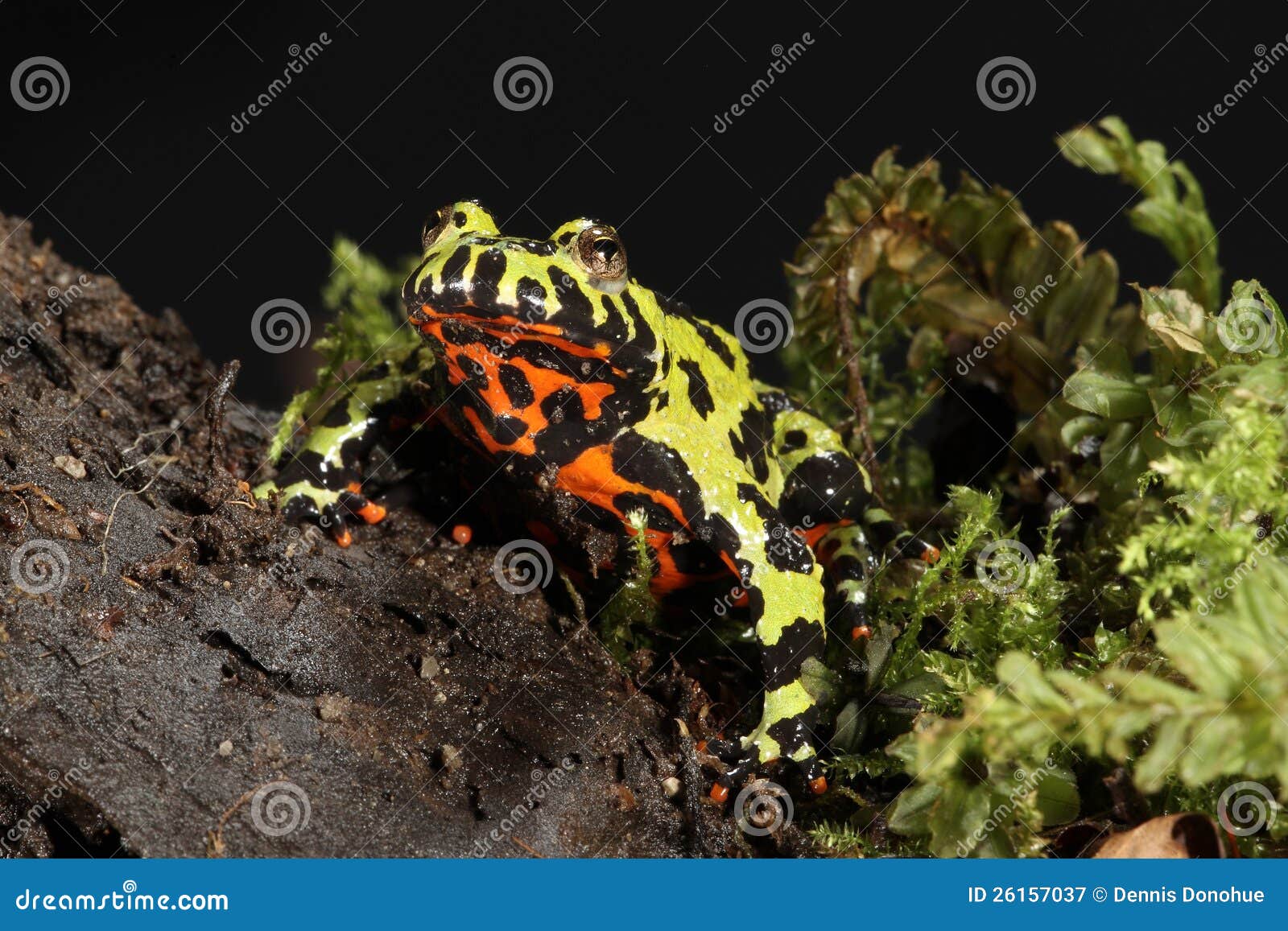 Fire Belly Toad - Bombina Orientalis Stock Image - Image of amphibian ...