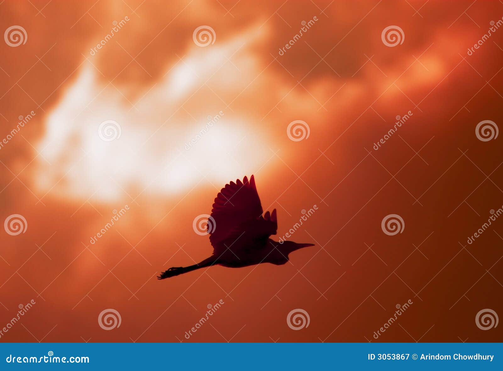 Fire Bird stock image. Image of albus, colorful, beach - 3053867