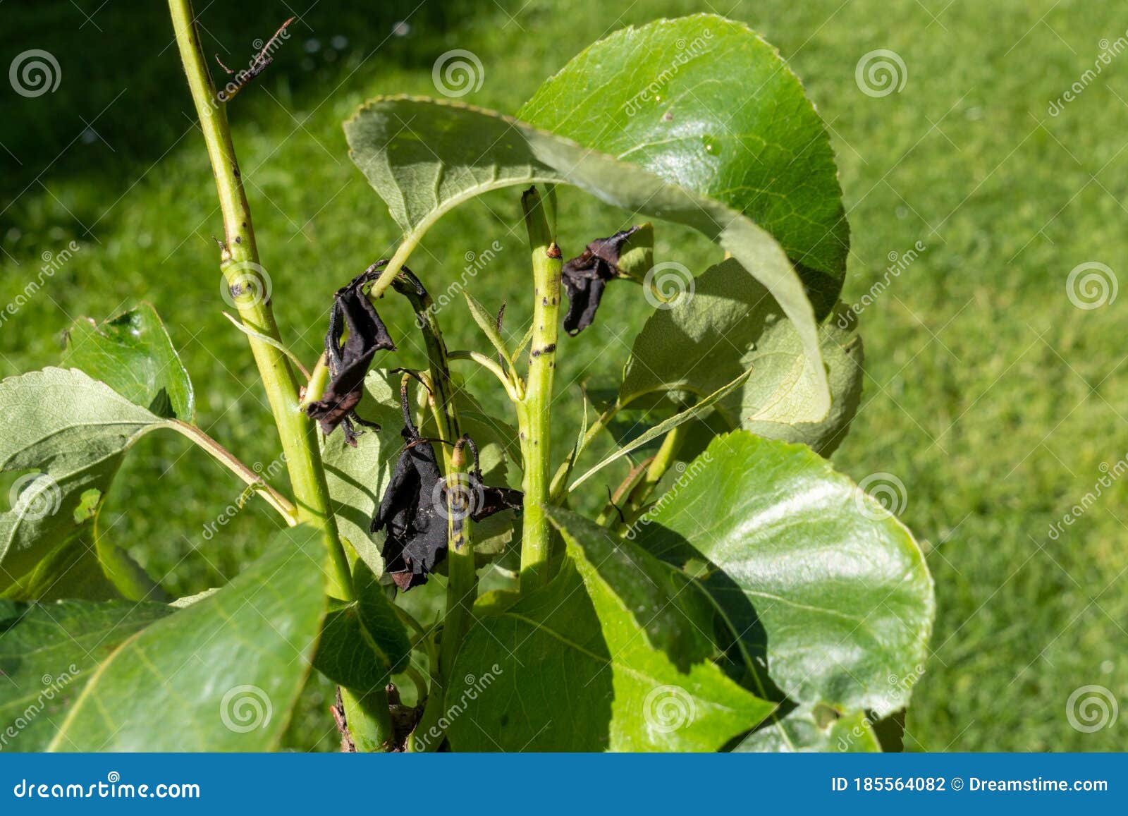 Fire Blight Disease Affected Pear Leaves. Stock Photo - Image of ...