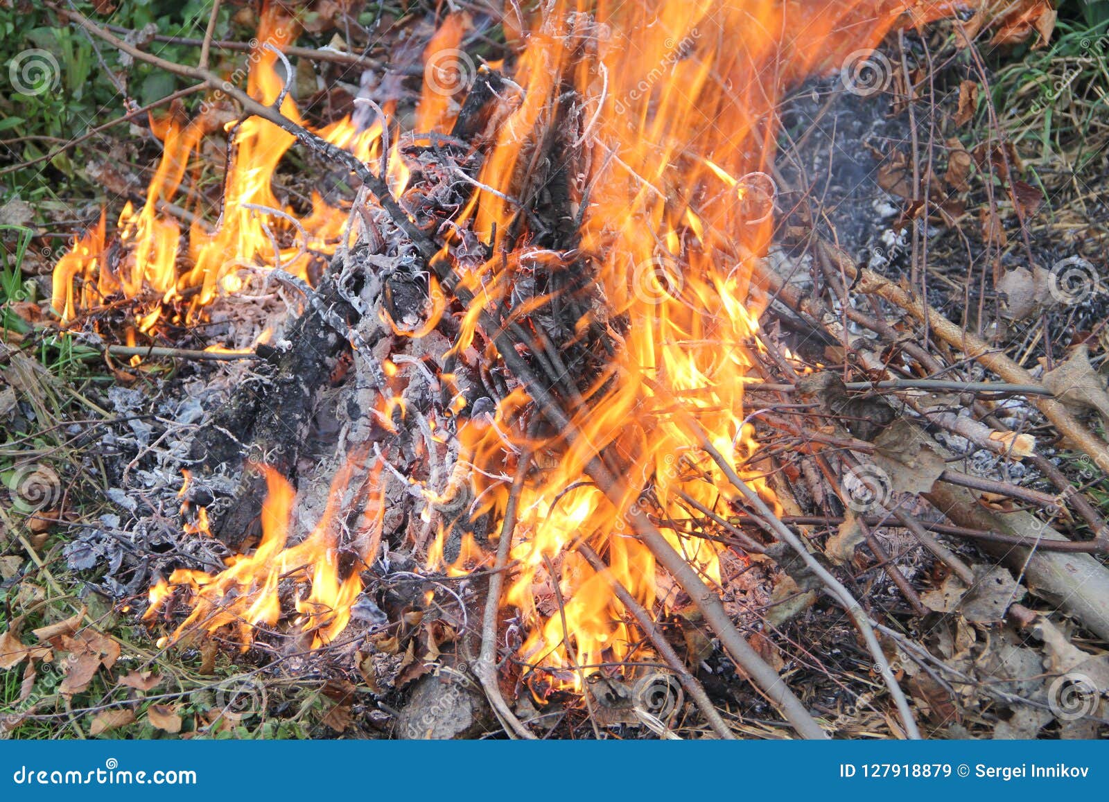 The Fire Branch with a Bright Flame Stock Image - Image of firewood ...