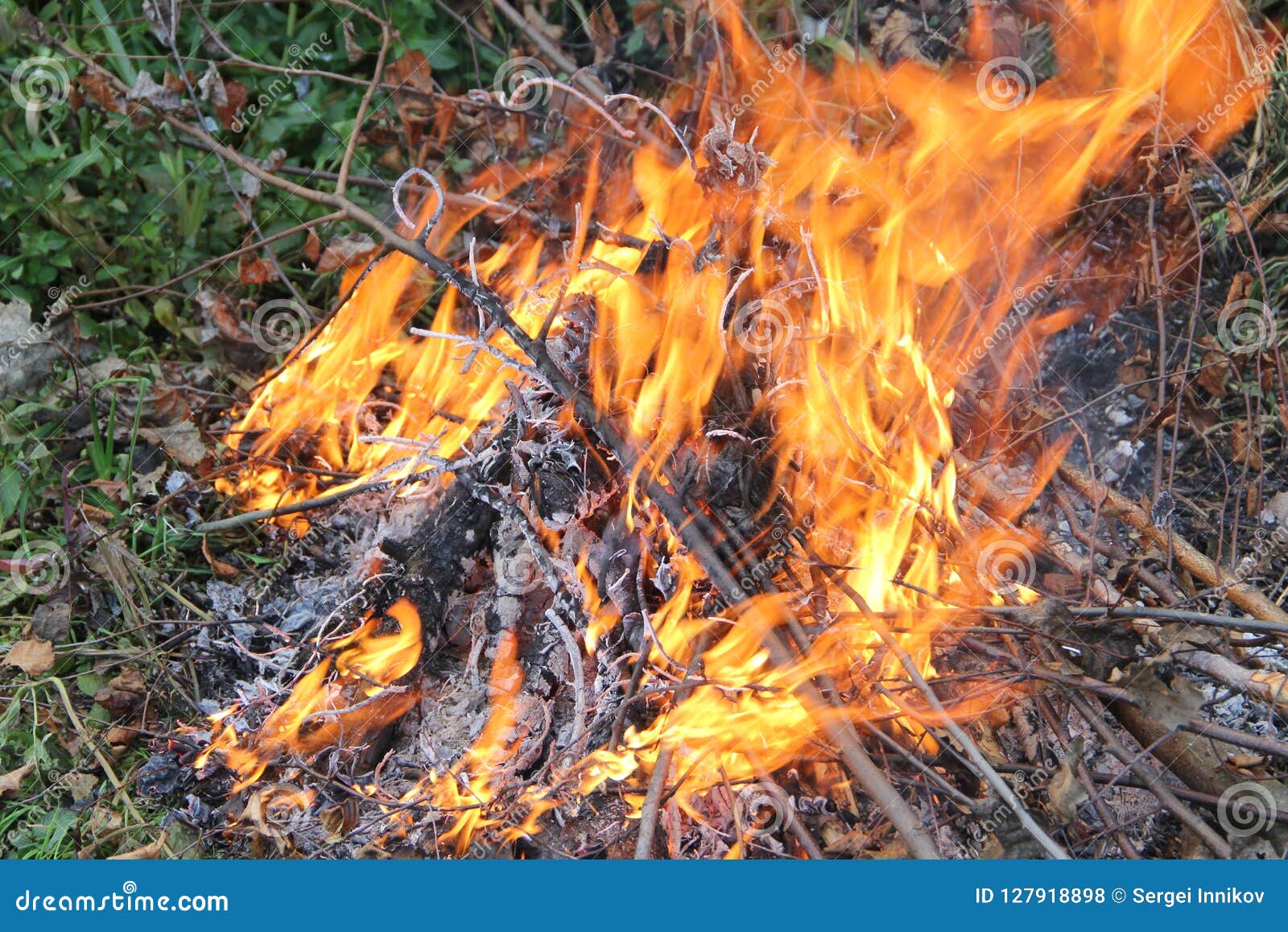 The Fire Branch with a Bright Flame Stock Photo - Image of blaze ...