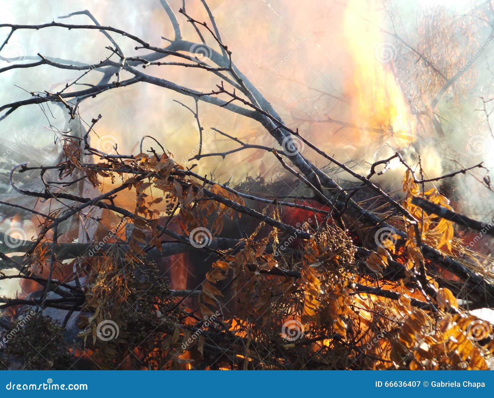 Fire stock image. Image of fire, branches, smoke, flame - 66636407
