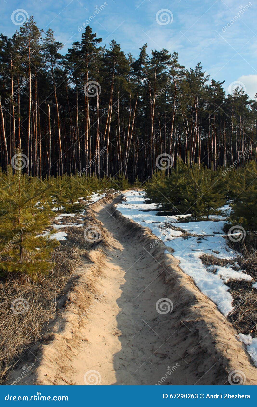 Fire Break Line in Young Pine Forest Stock Image - Image of security ...