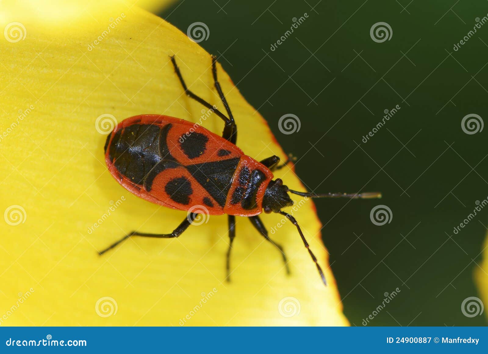 Fire Bug stock image. Image of close, closeup, fire, small - 24900887