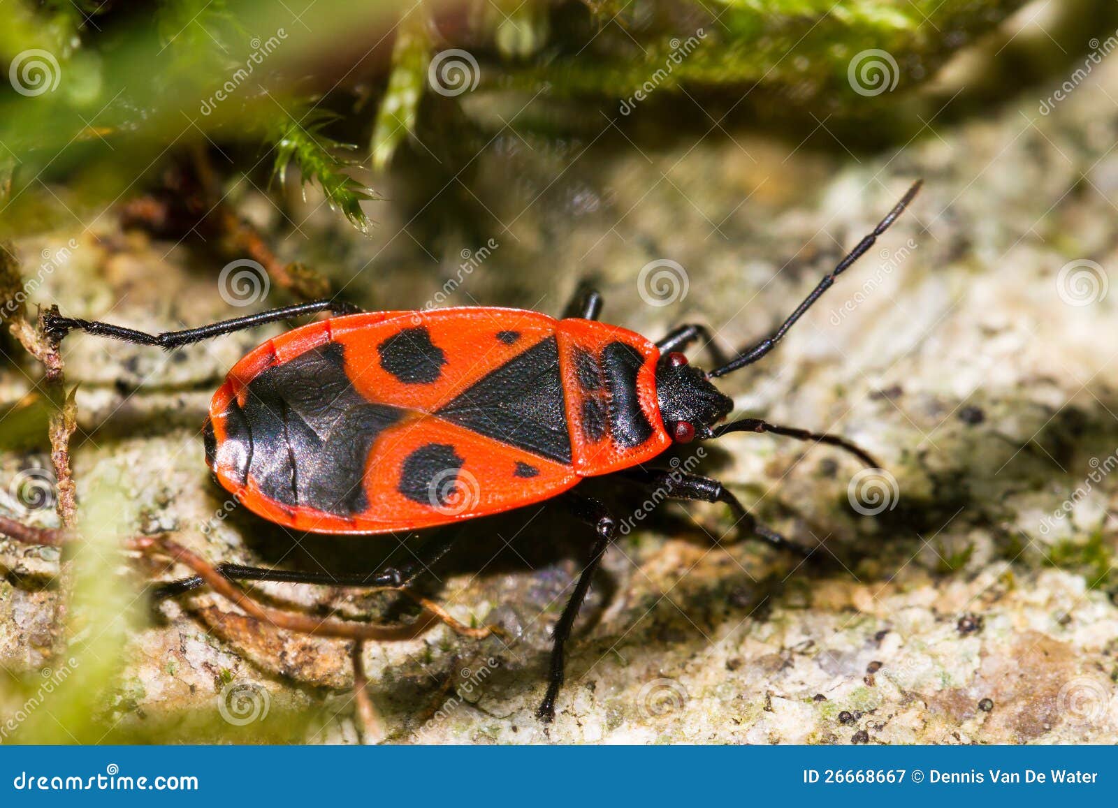 The fire bug stock image. Image of fauna, outdoor, creature - 26668667
