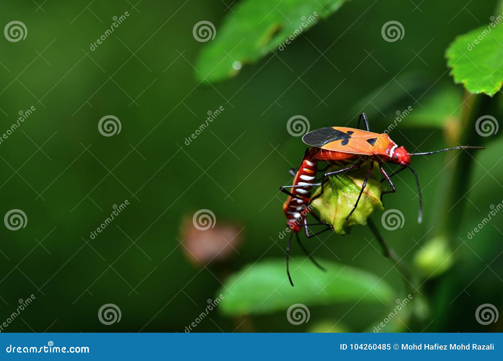 Fire Bug Apterus Pyrrhocoris Mating on a Green Plant Stock Image ...