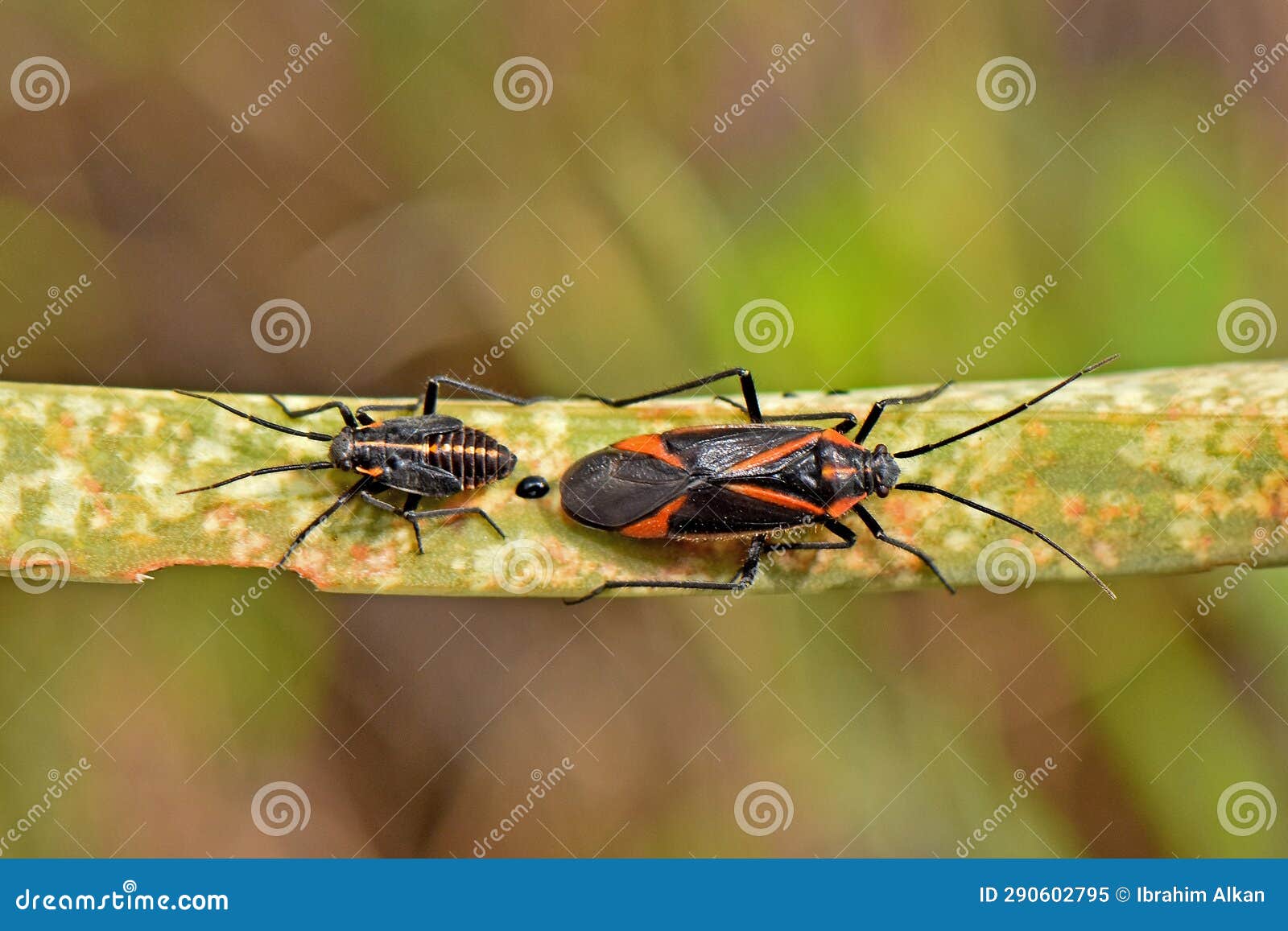 Fire bug couple stock image. Image of black, fire, insect - 290602795