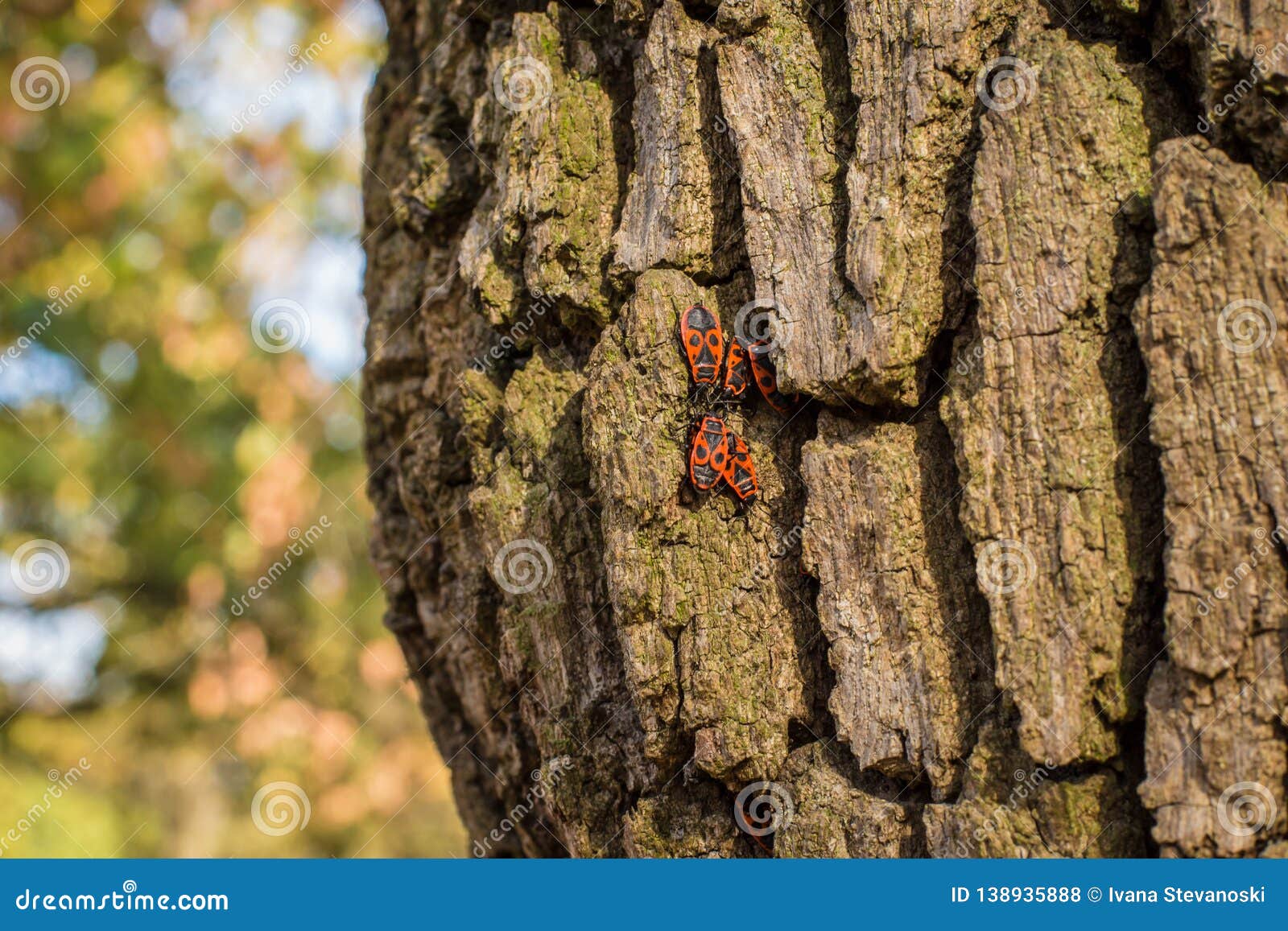 Small Group of Fire Bug on the Bark of Oak Tree Stock Photo - Image of ...