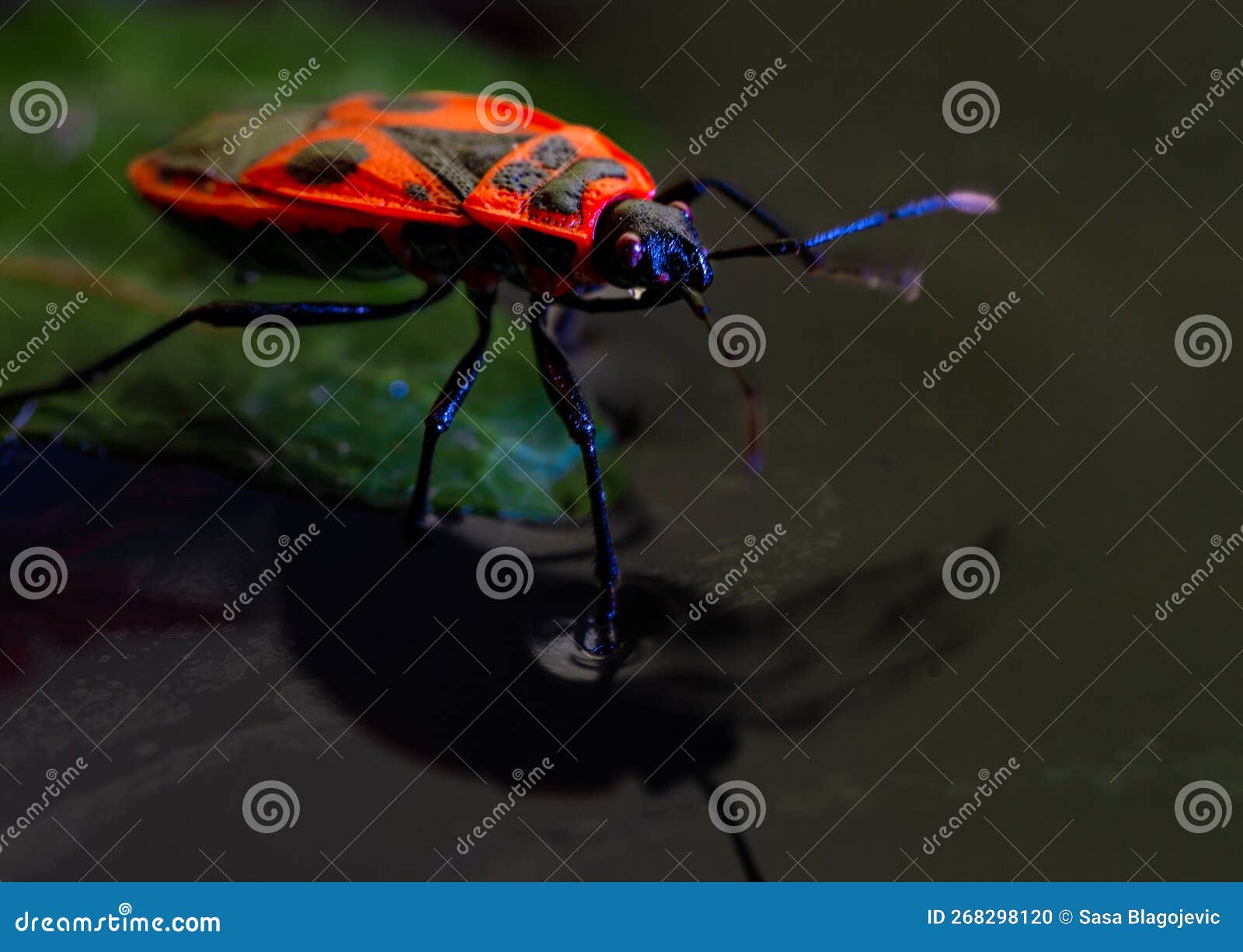 Fire bug on a leaf stock photo. Image of black, macro - 268298120