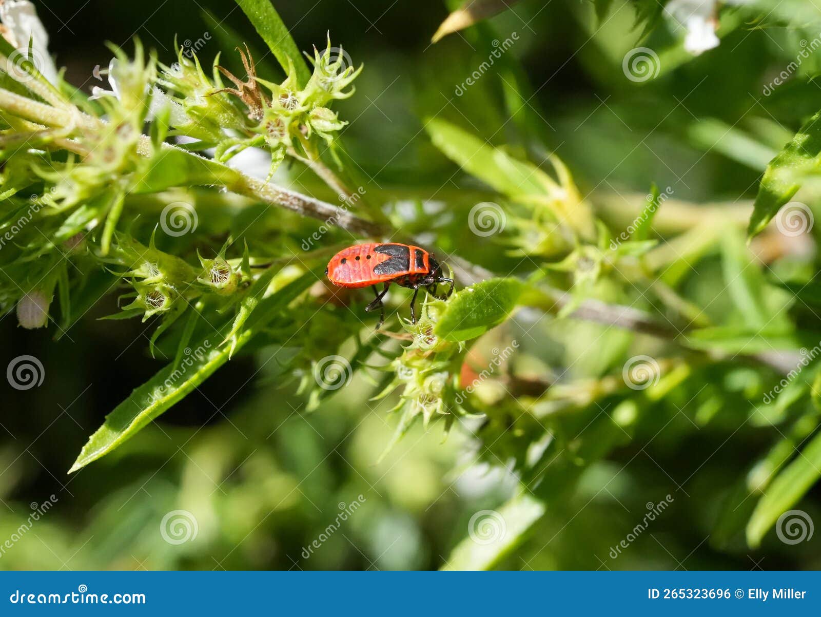 Fire bug, Pyrrhocoridae. stock photo. Image of insect - 265323696