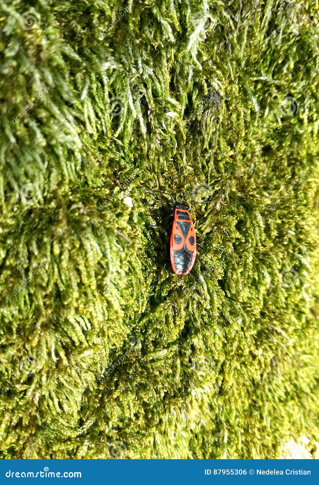 Fire bug stock photo. Image of fire, moss, grass, environment - 87955306