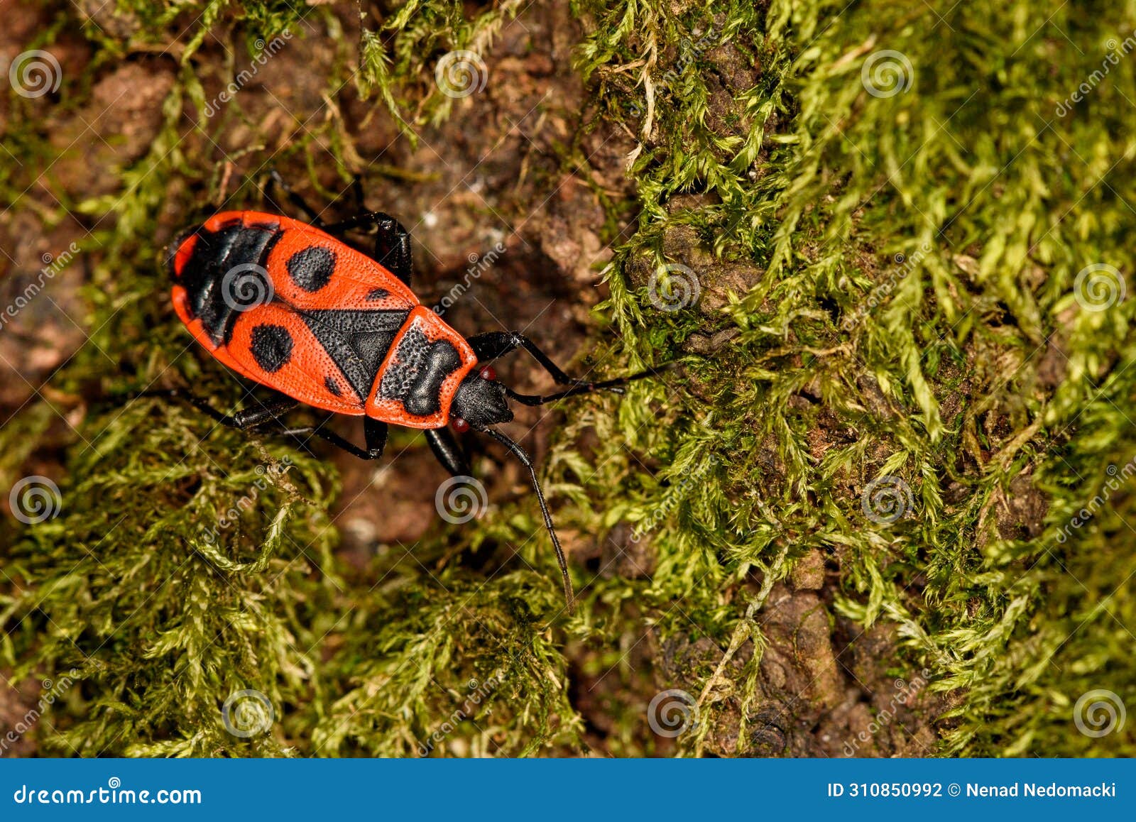 Fire Bug (Pyrrhocoris Apterus) in Nature Stock Photo - Image of ...