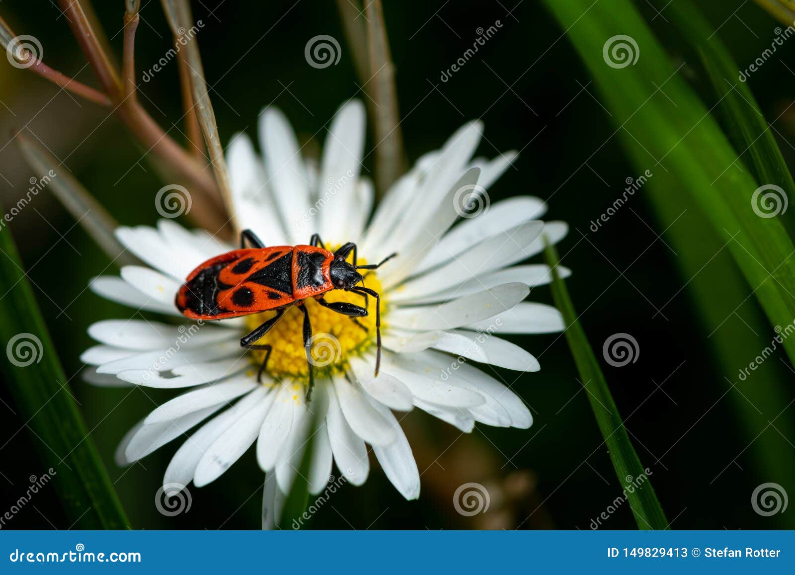 A Fire Bug Sitting on a Daisy Stock Image - Image of detail ...