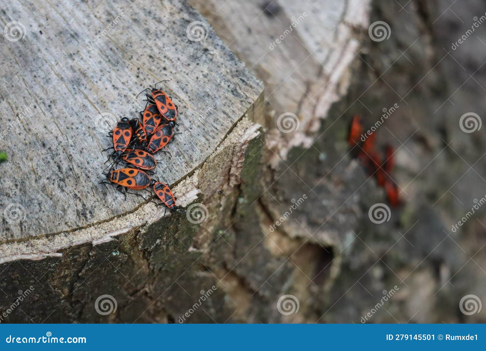 Fire bug on Tree stump stock image. Image of bugs, arthropod - 279145501