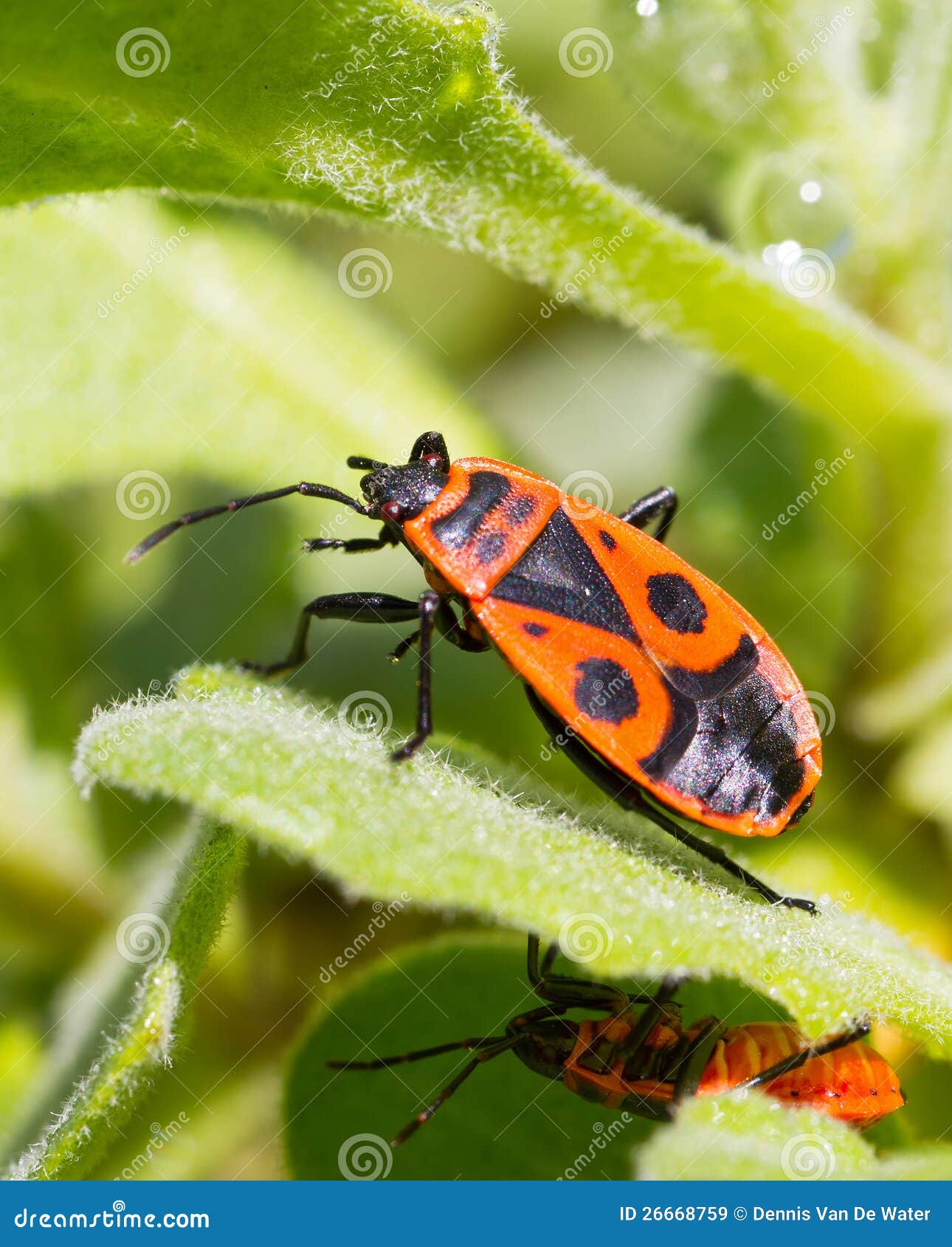 Fire bugs stock image. Image of insect, wildlife, fauna - 26668759