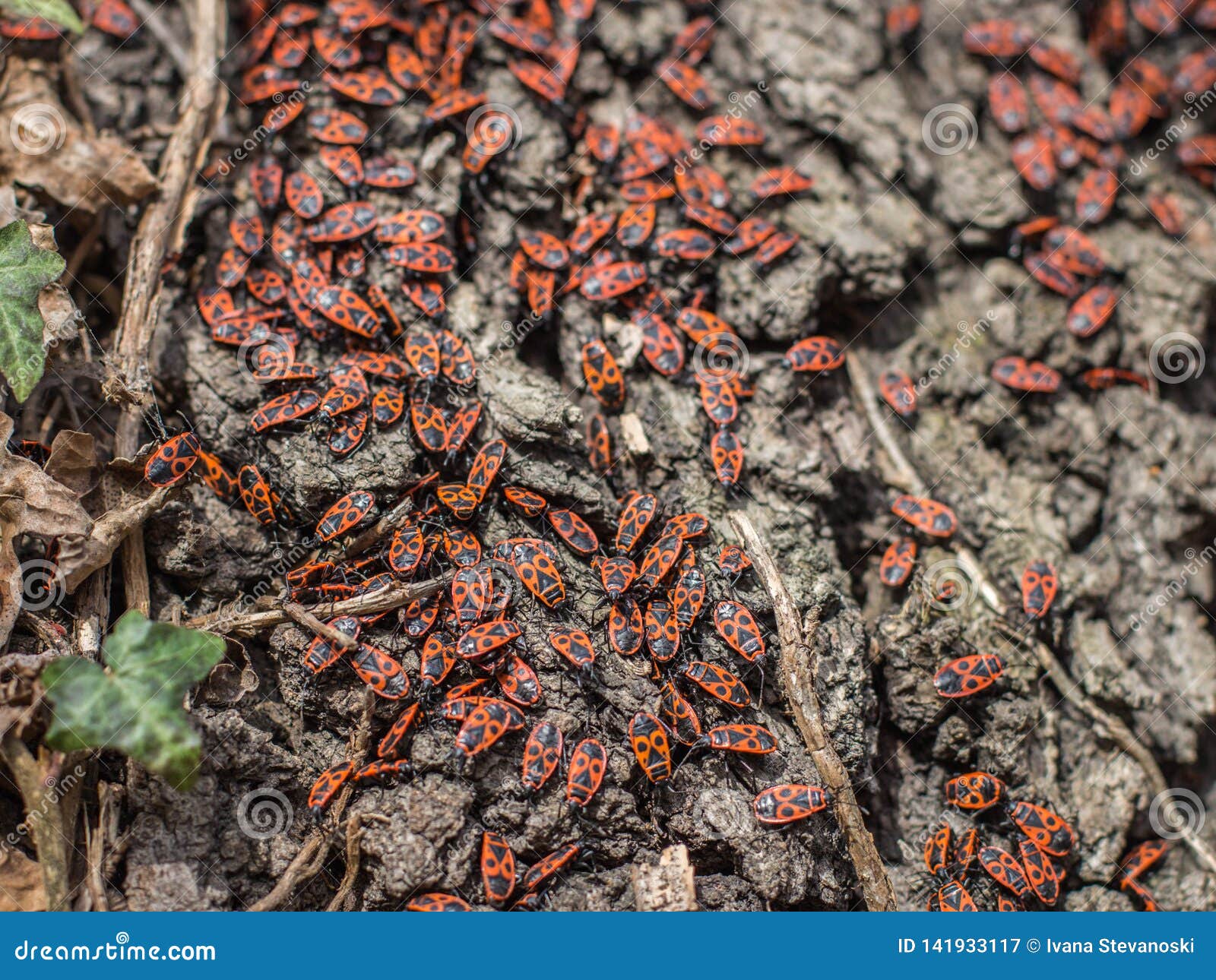 Fire Bugs on the Bark of the Tree Stock Image - Image of native, insect ...