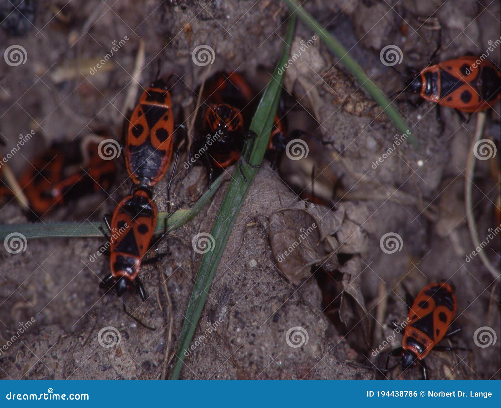 Fire bugs crawl stock photo. Image of crawl, bedbugs - 194438786