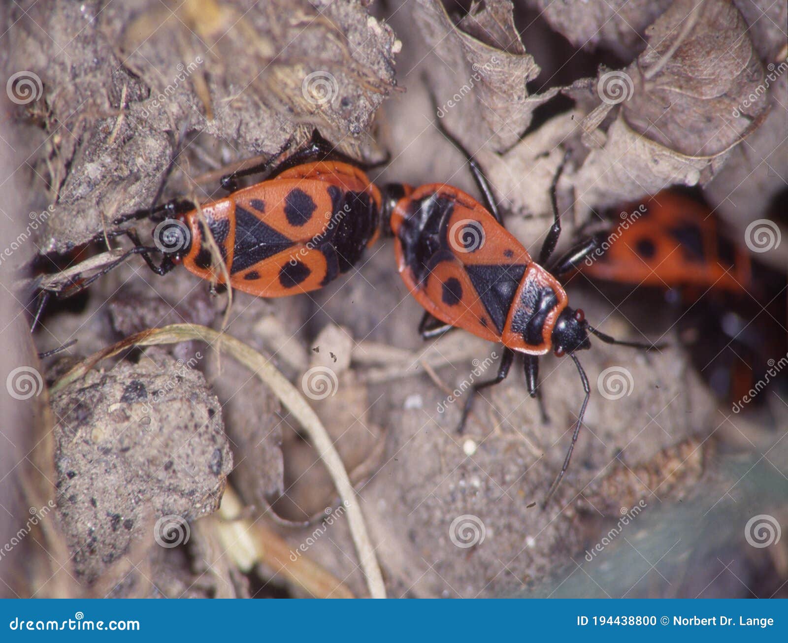 Fire Bugs On The Fallen Leaf Royalty-Free Stock Photo | CartoonDealer ...