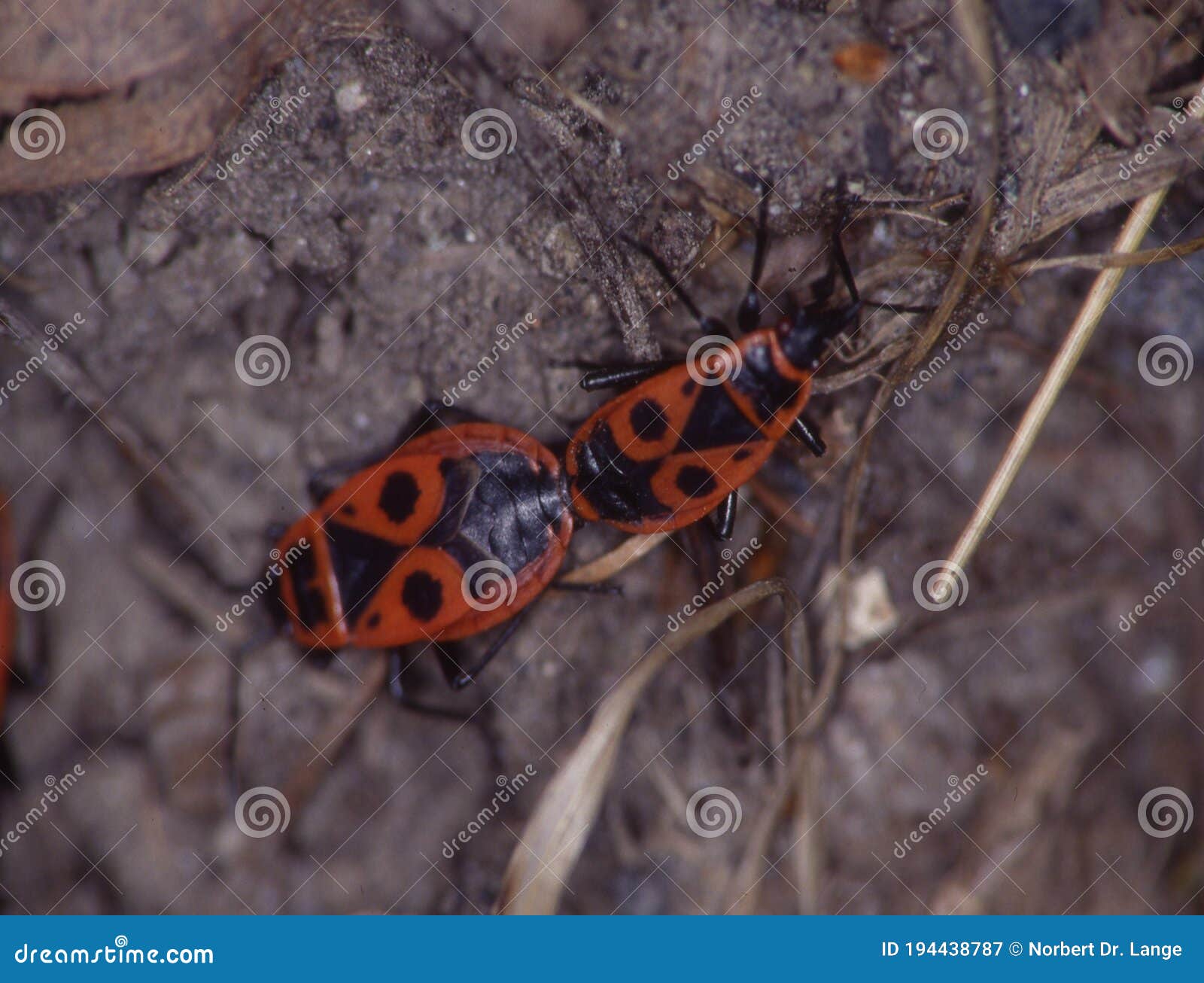 Fire bugs crawl stock image. Image of bedbugs, arthropods - 194438787