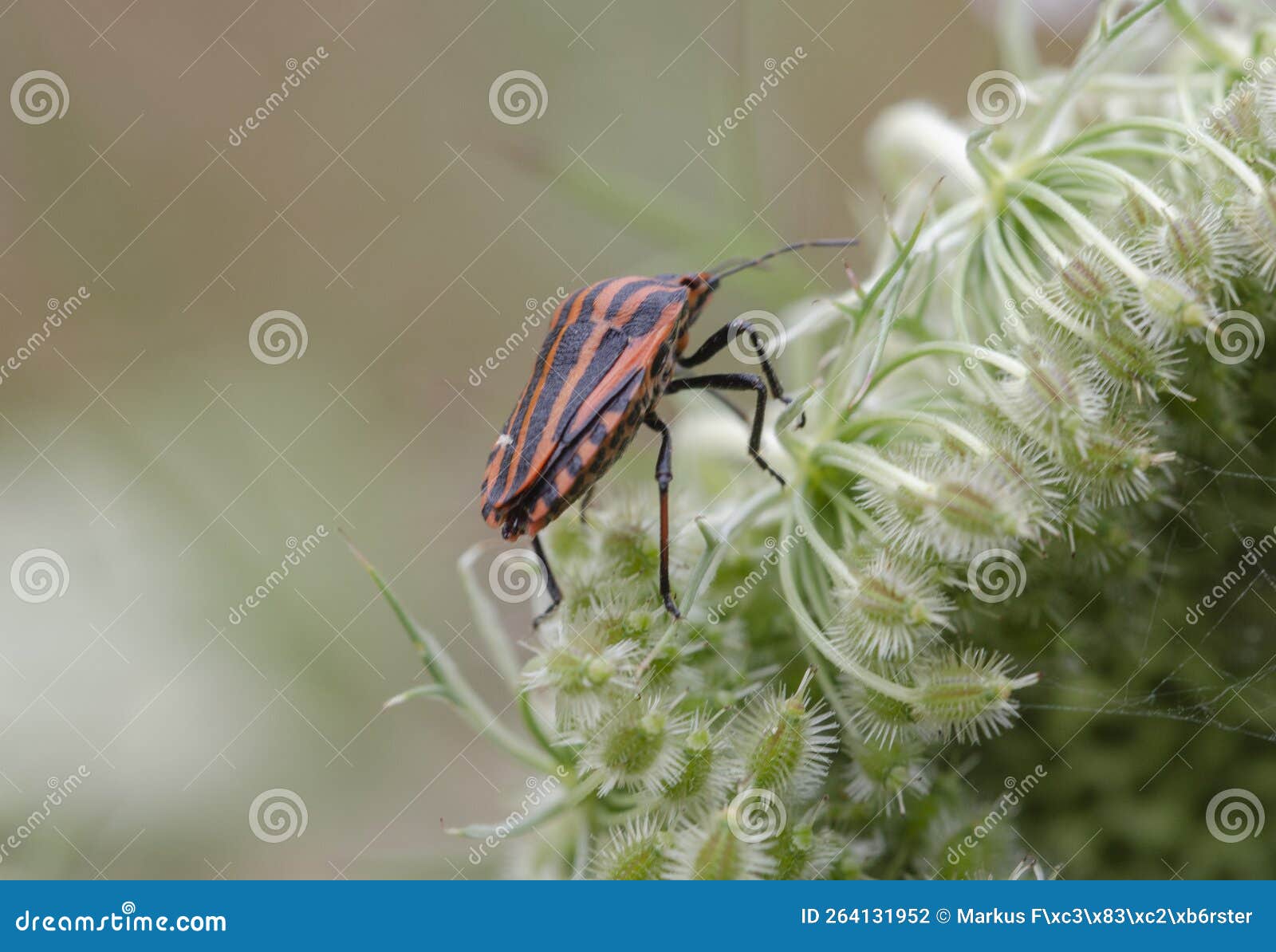 The Fire Bugs are a Family of Bugs Stock Photo - Image of blooming ...