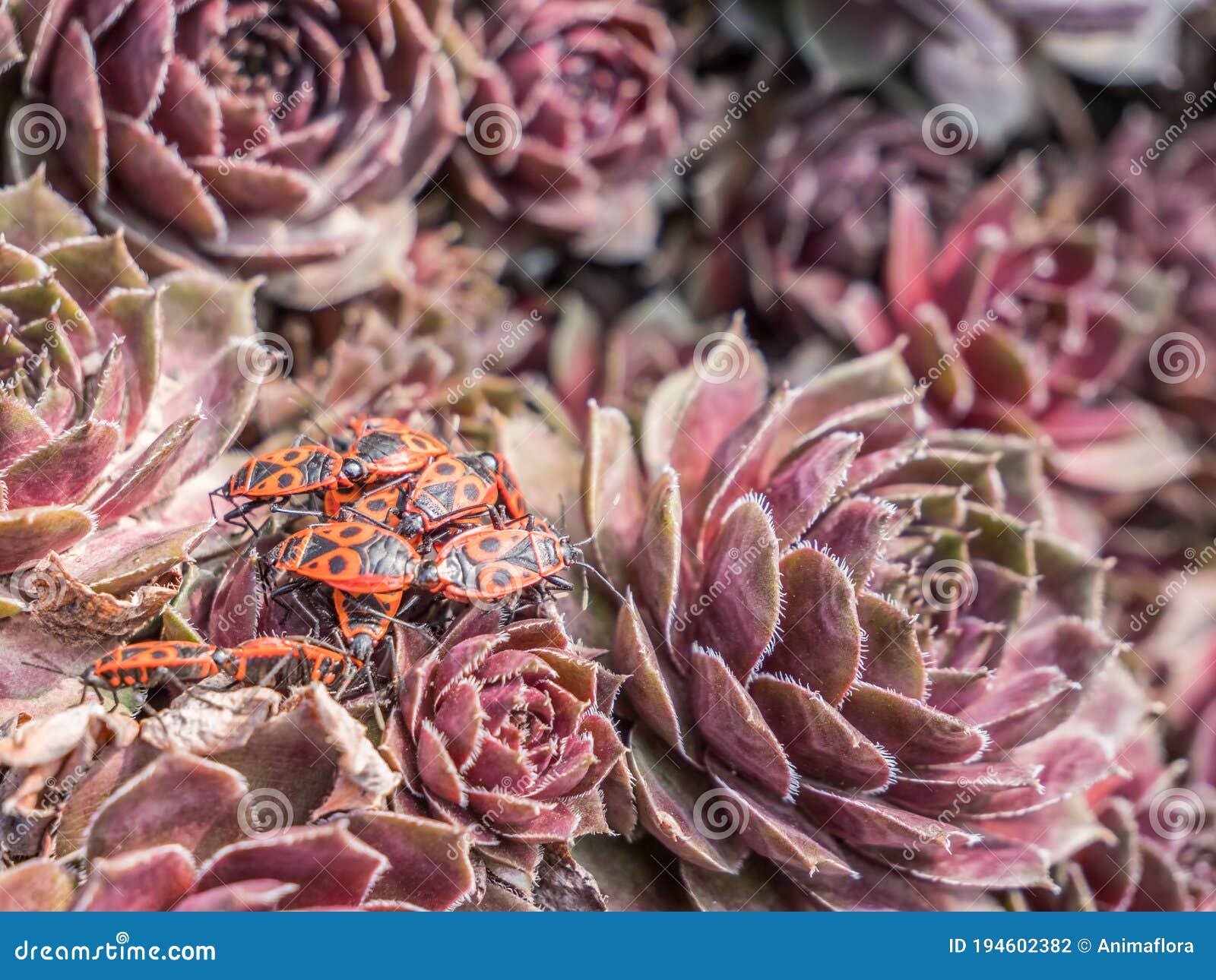 Fire bugs in the Garden stock photo. Image of outdoor - 194602382