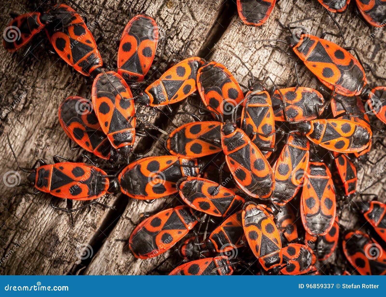 Fire bugs stock image. Image of insect, wildlife, nature - 96859337