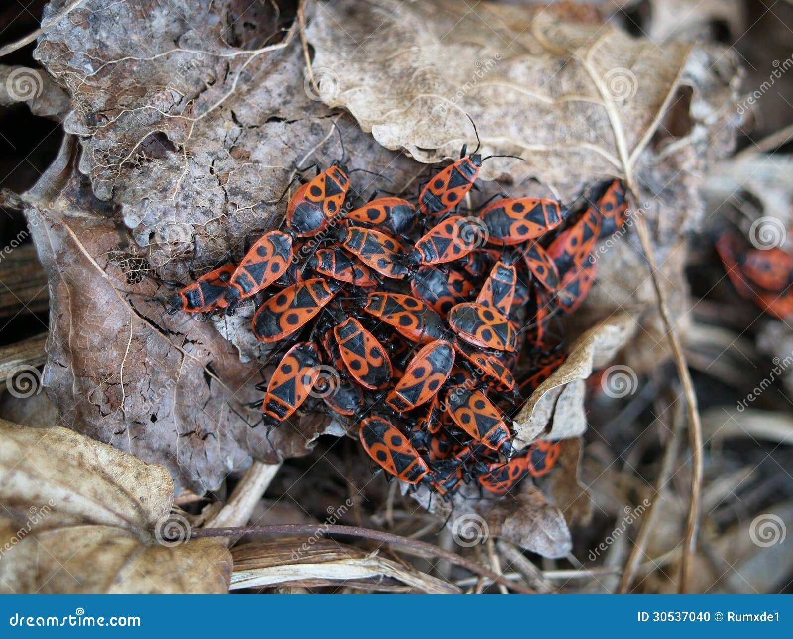 Fire bugs stock photo. Image of animals, confused, schuster - 30537040