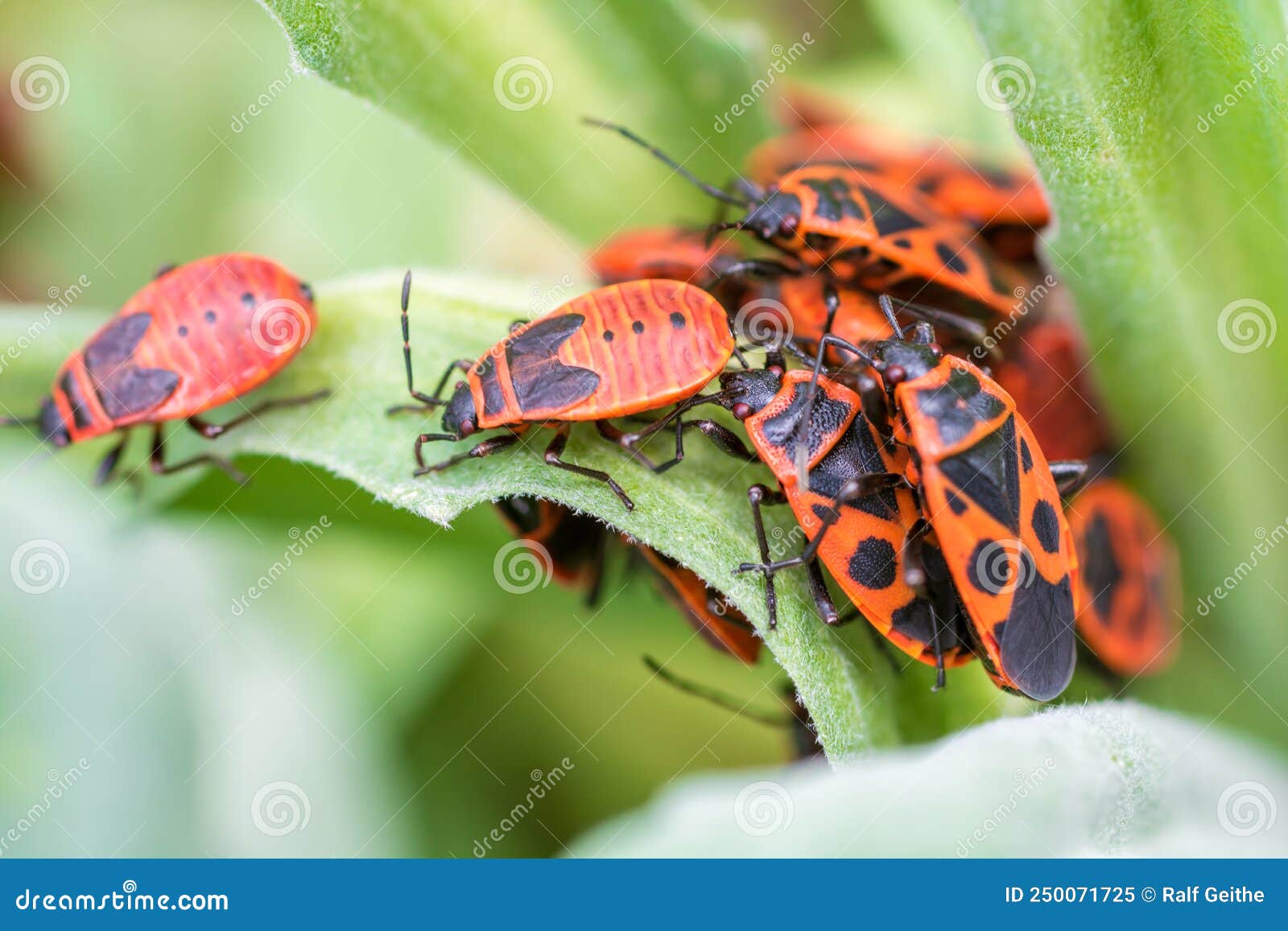 Fire Bugs Usually Occur in Large Quantities Stock Image - Image of ...
