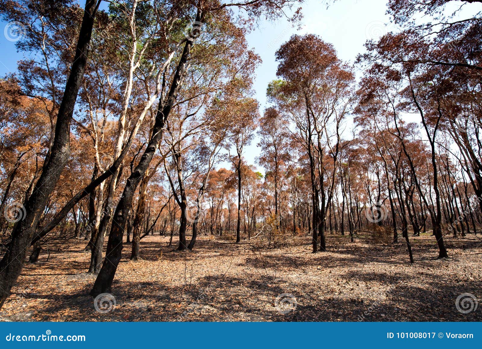 After Fire Burn Forest Become Arid Stock Image - Image of field, timber ...