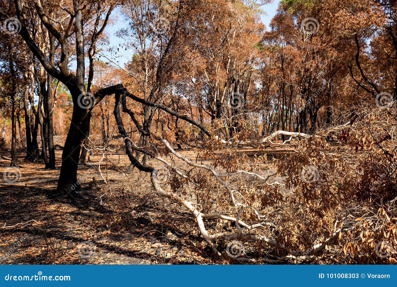 After Fire Burn Forest Become Arid Stock Image - Image of destruction ...