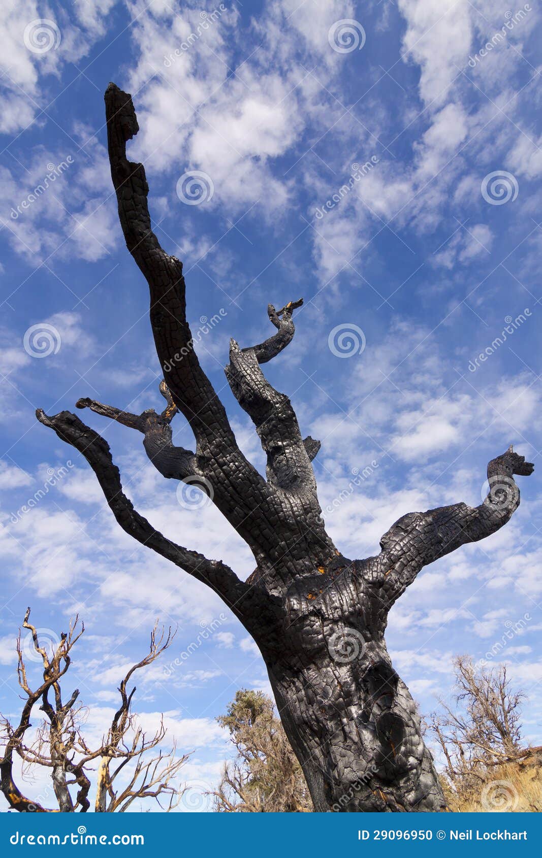 Fire Burned Tree stock photo. Image of fire, cindered - 29096950