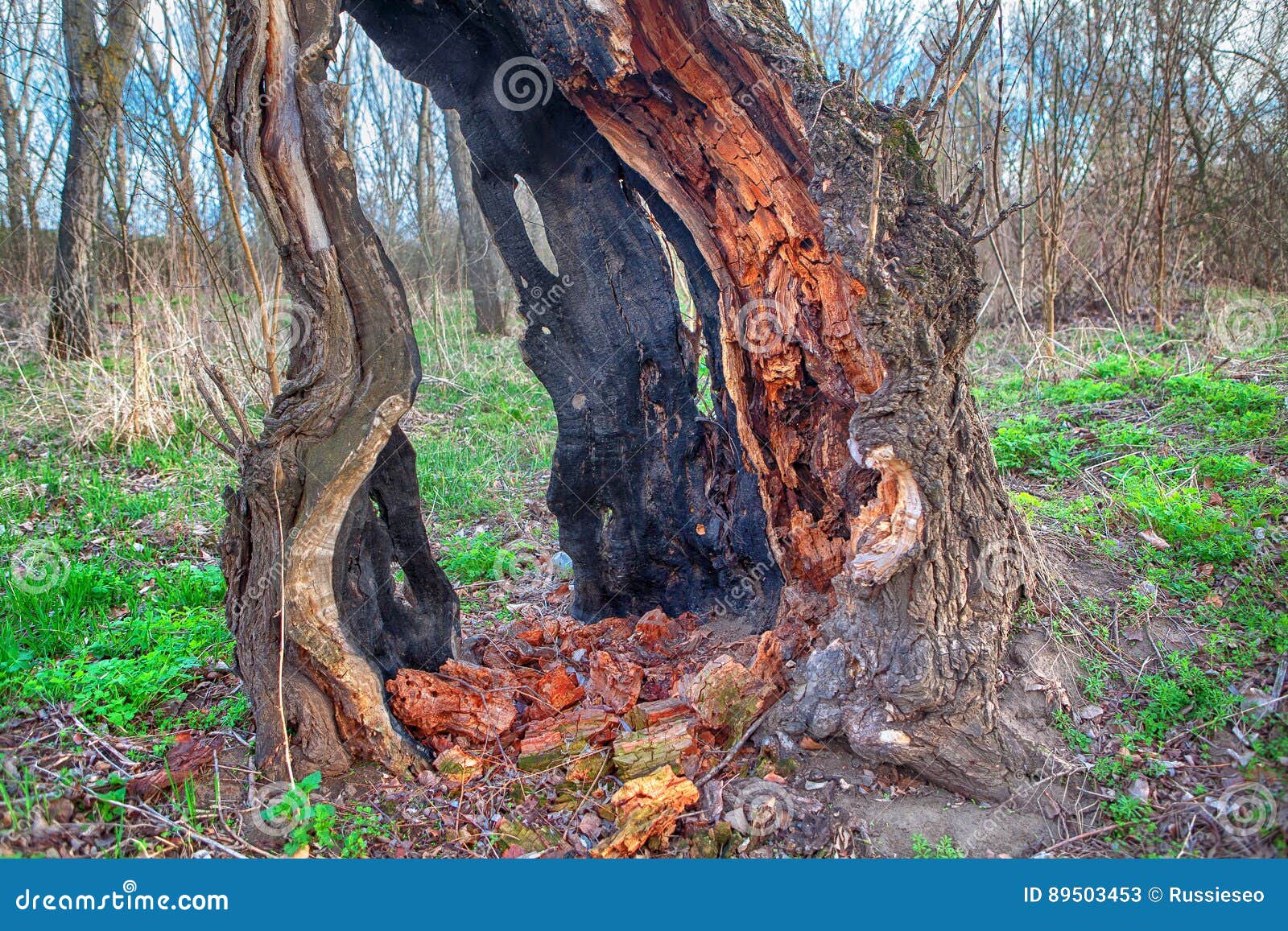 Fire burned tree stock image. Image of rotten, disaster - 89503453