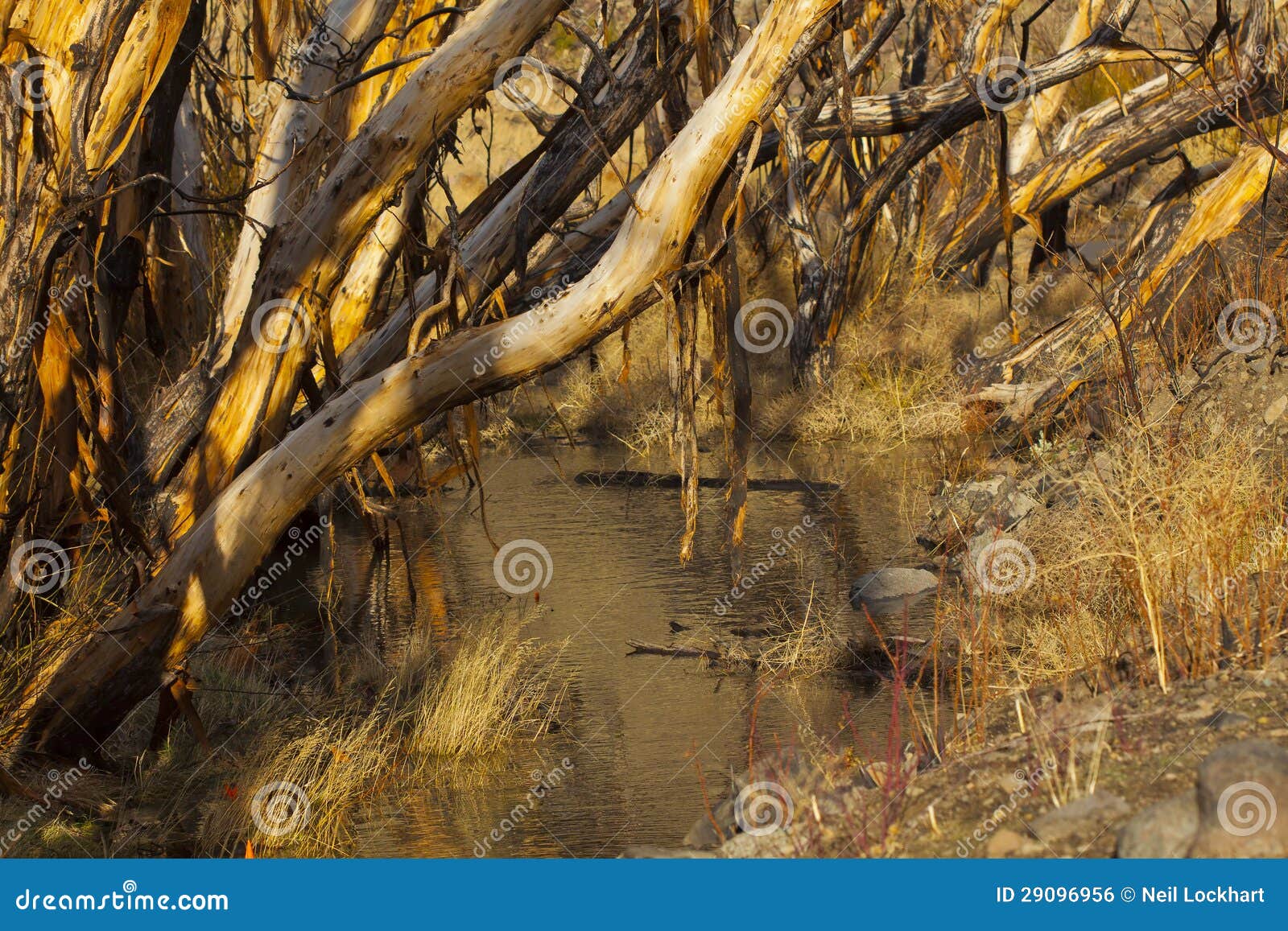 Fire Burned Trees stock photo. Image of creek, devastation - 29096956