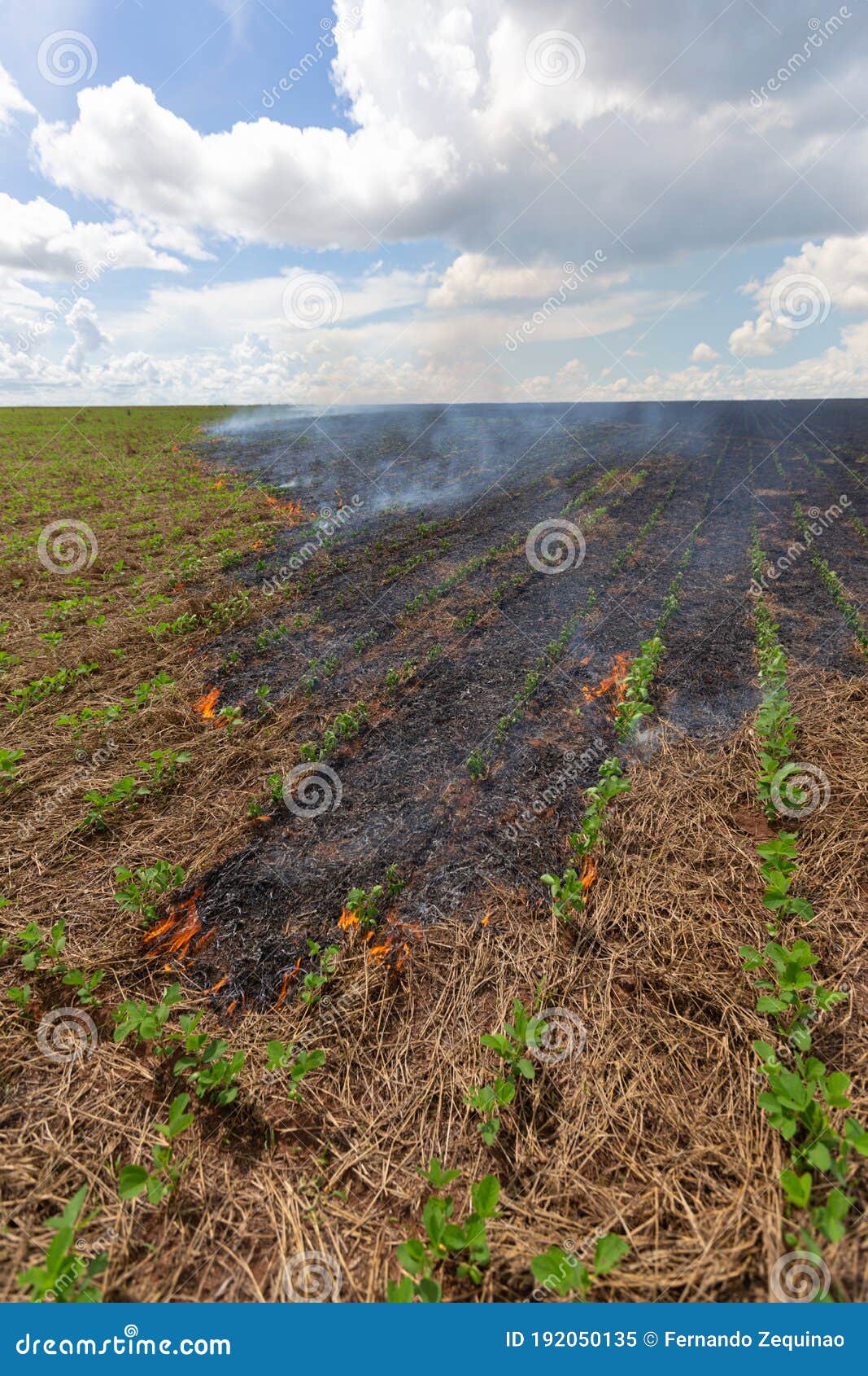 Fire burning on crop field stock image. Image of country - 192050135