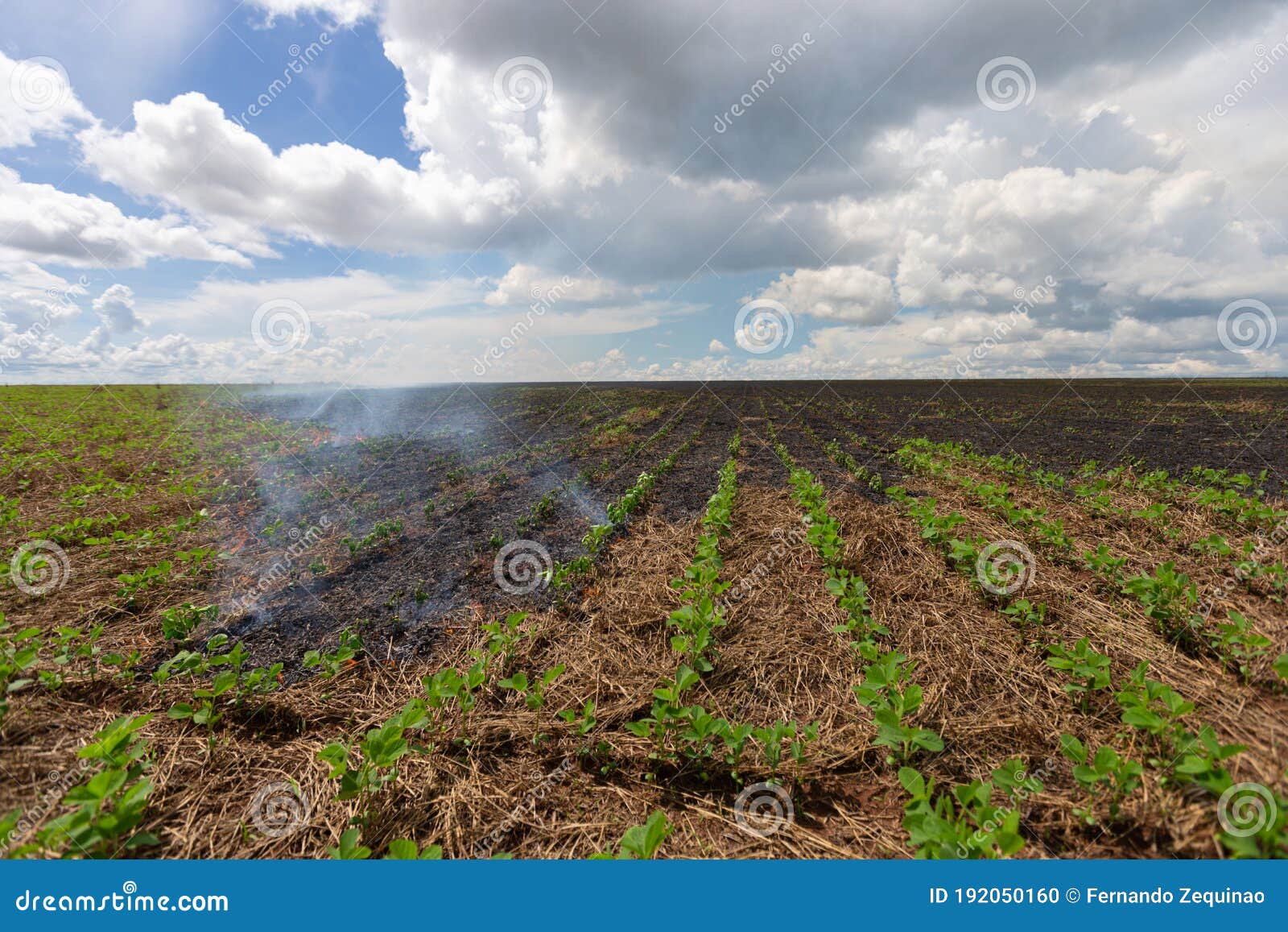 Fire burning on crop field stock photo. Image of delicate - 192050160