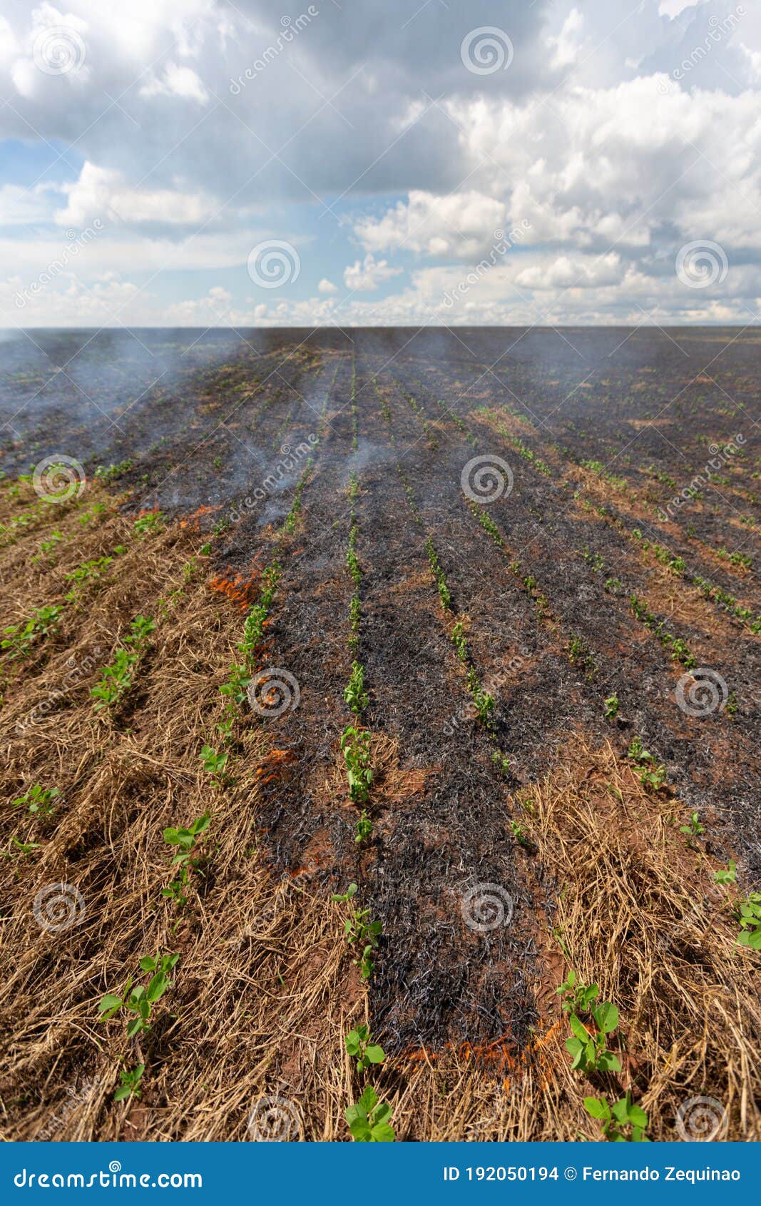 Fire burning on crop field stock photo. Image of danger - 192050194