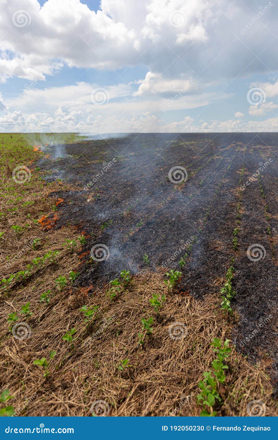 Fire burning on crop field stock photo. Image of delicate - 192050230